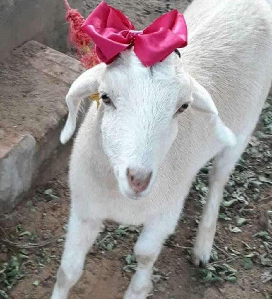 Popular / La Cabrita más famosa e influencer de Limpio falleció tras ...